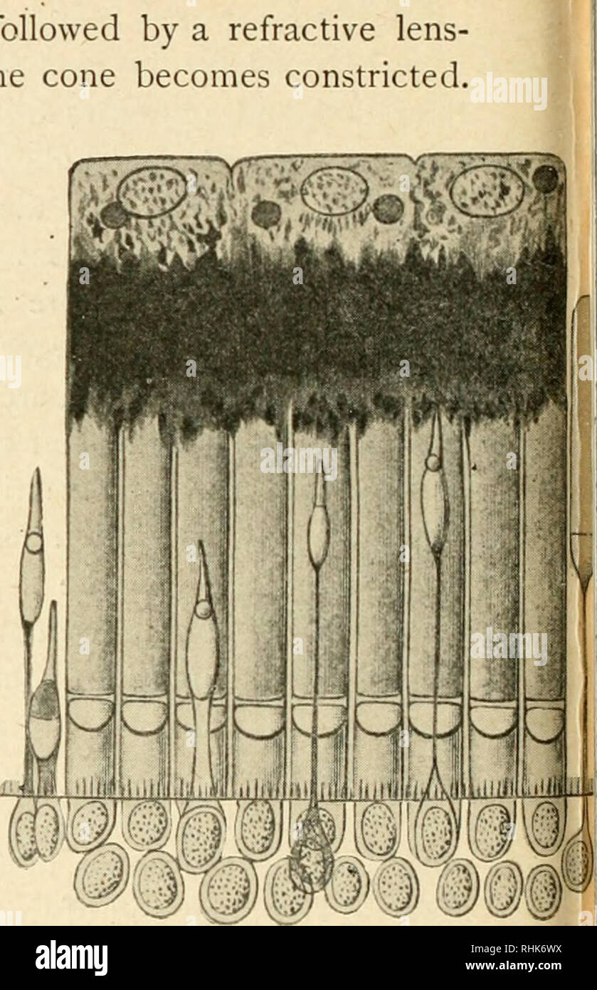 . The biology of the frog. Frogs. iiiiii®. Fig. 91. — Sections tlirough ...