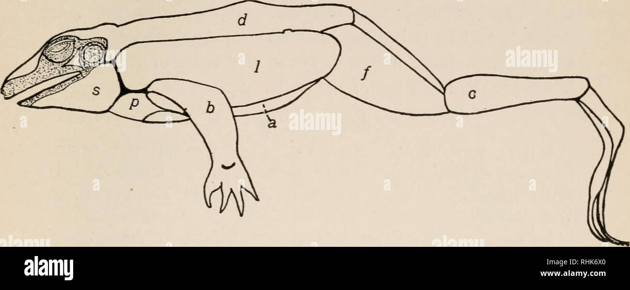 . The biology of the frog. Frogs. XV THE CIRCULATORY SYSTEM 281 The ...