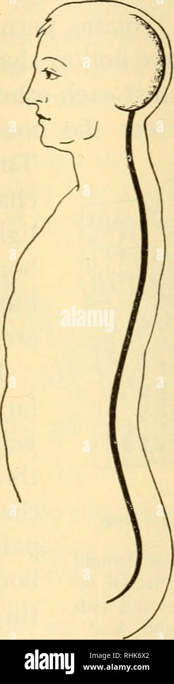 Sensory adaptations hi-res stock photography and images - Alamy