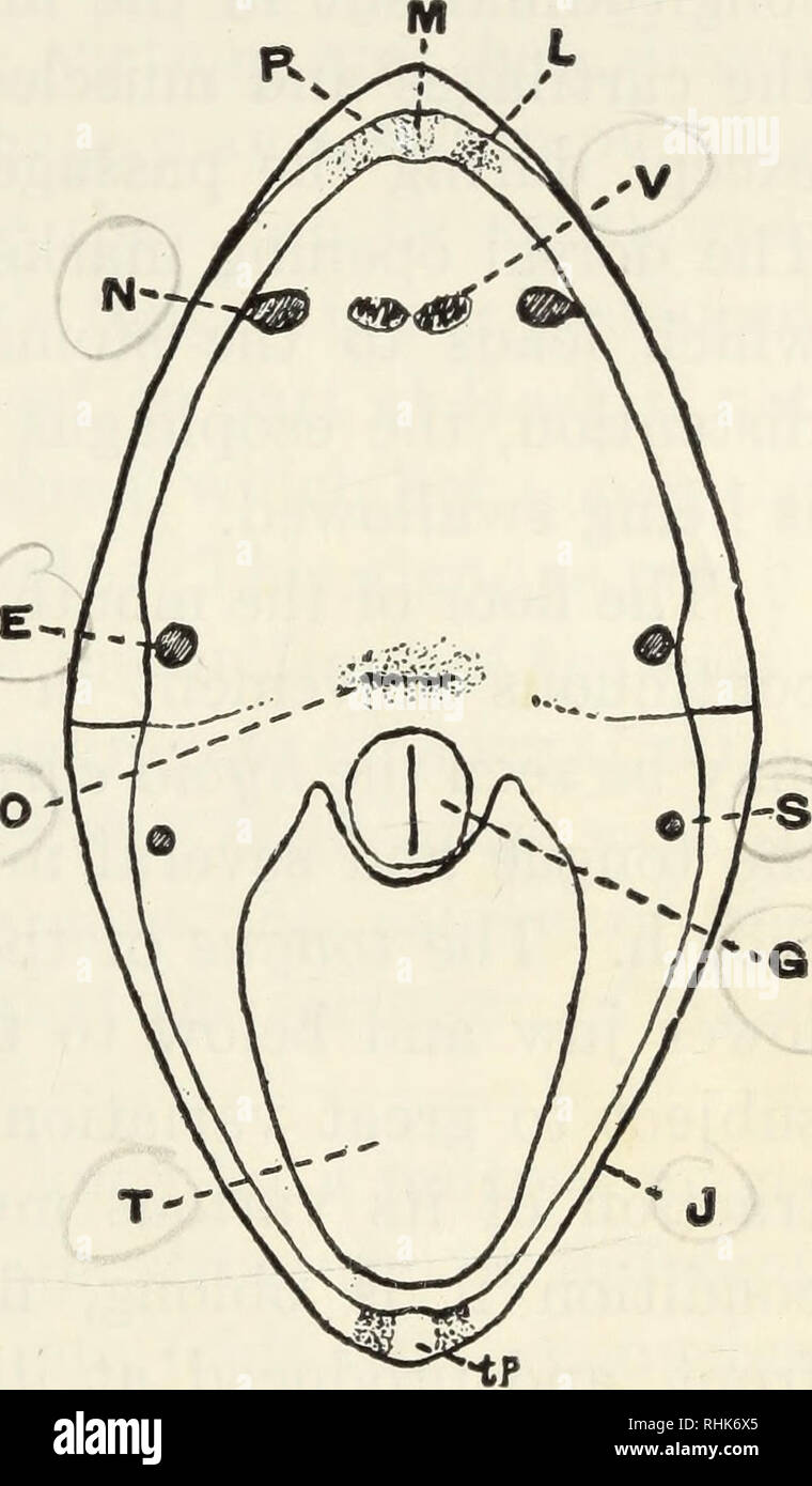 Frog Internal Anatomy Diagram