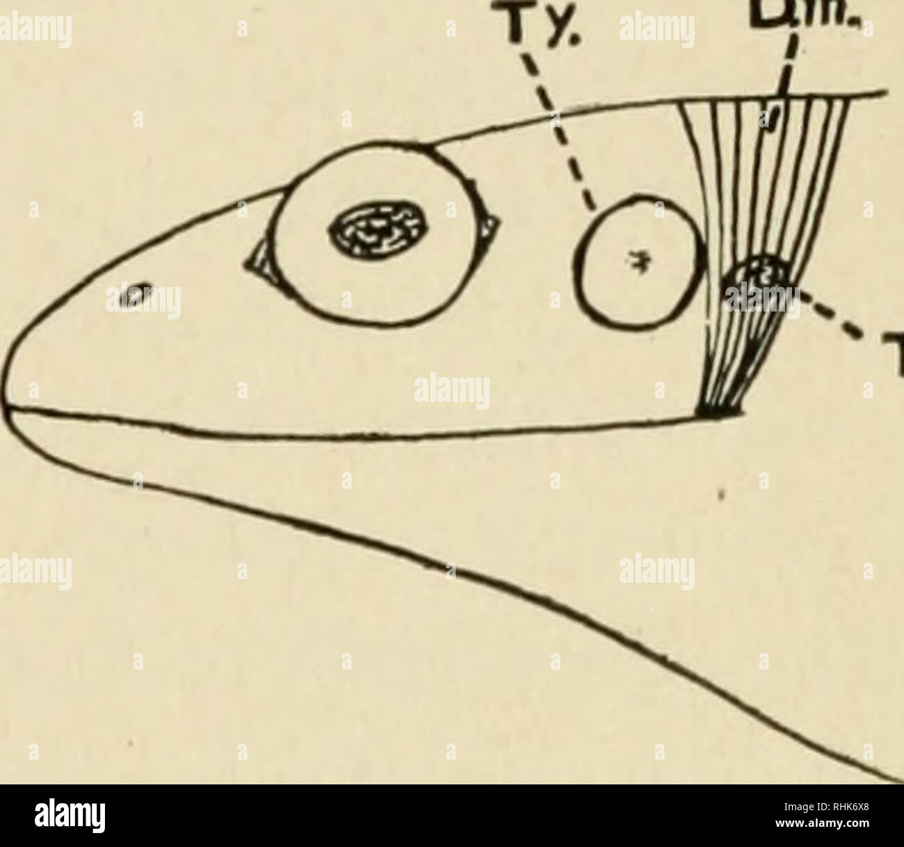 . The biology of the frog. Frogs. XII INTERNAL SECRETION AND DUCTLESS ...