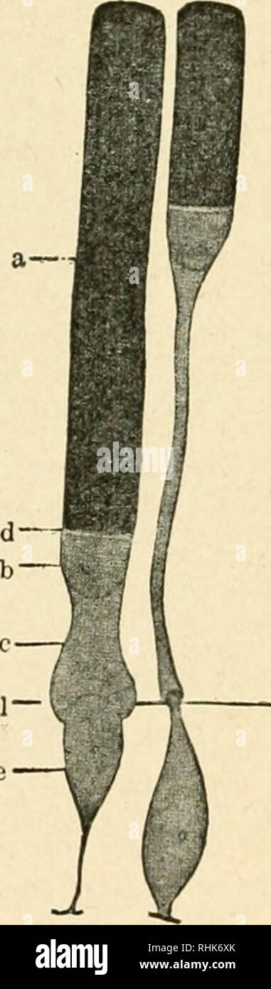 . The biology of the frog. Frogs. THE SENSE ORGANS 329 9. The layer of ...