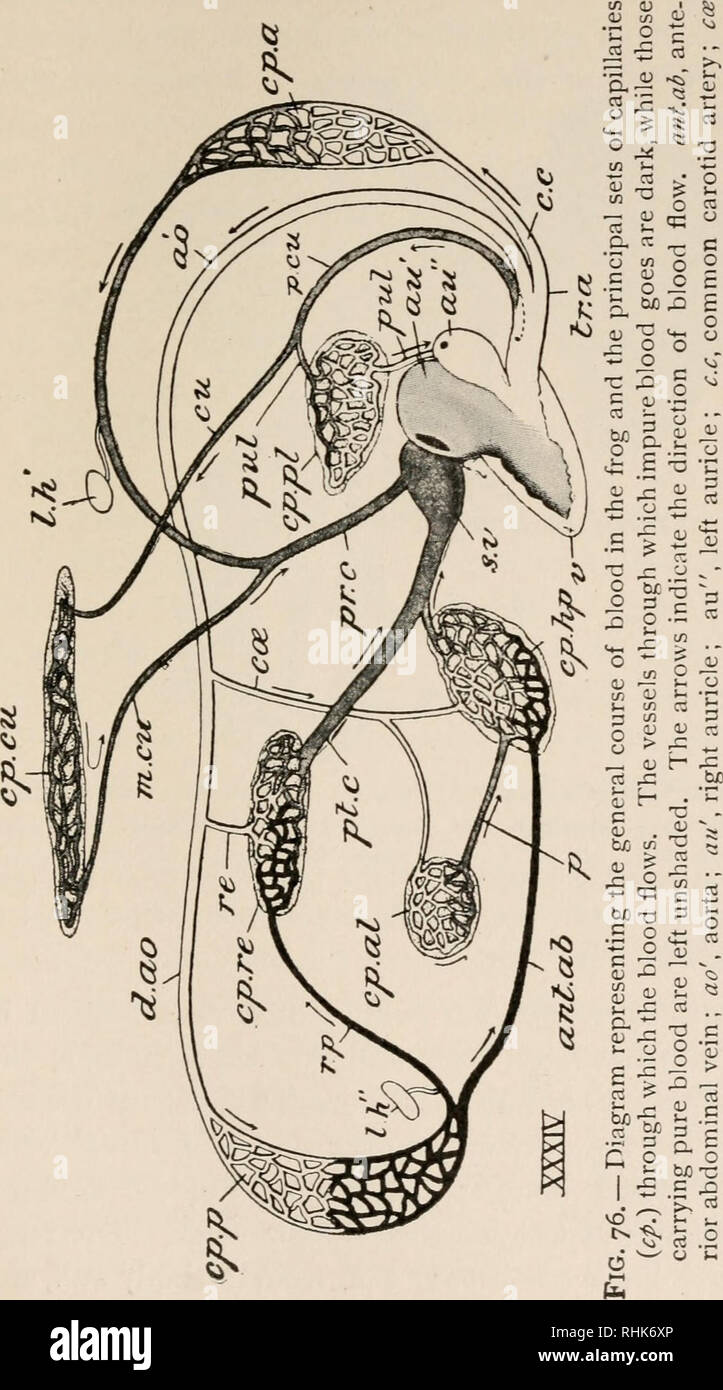 . The biology of the frog. Frogs. THE CIRCULATORY SYSTEM 275 the iliac ...