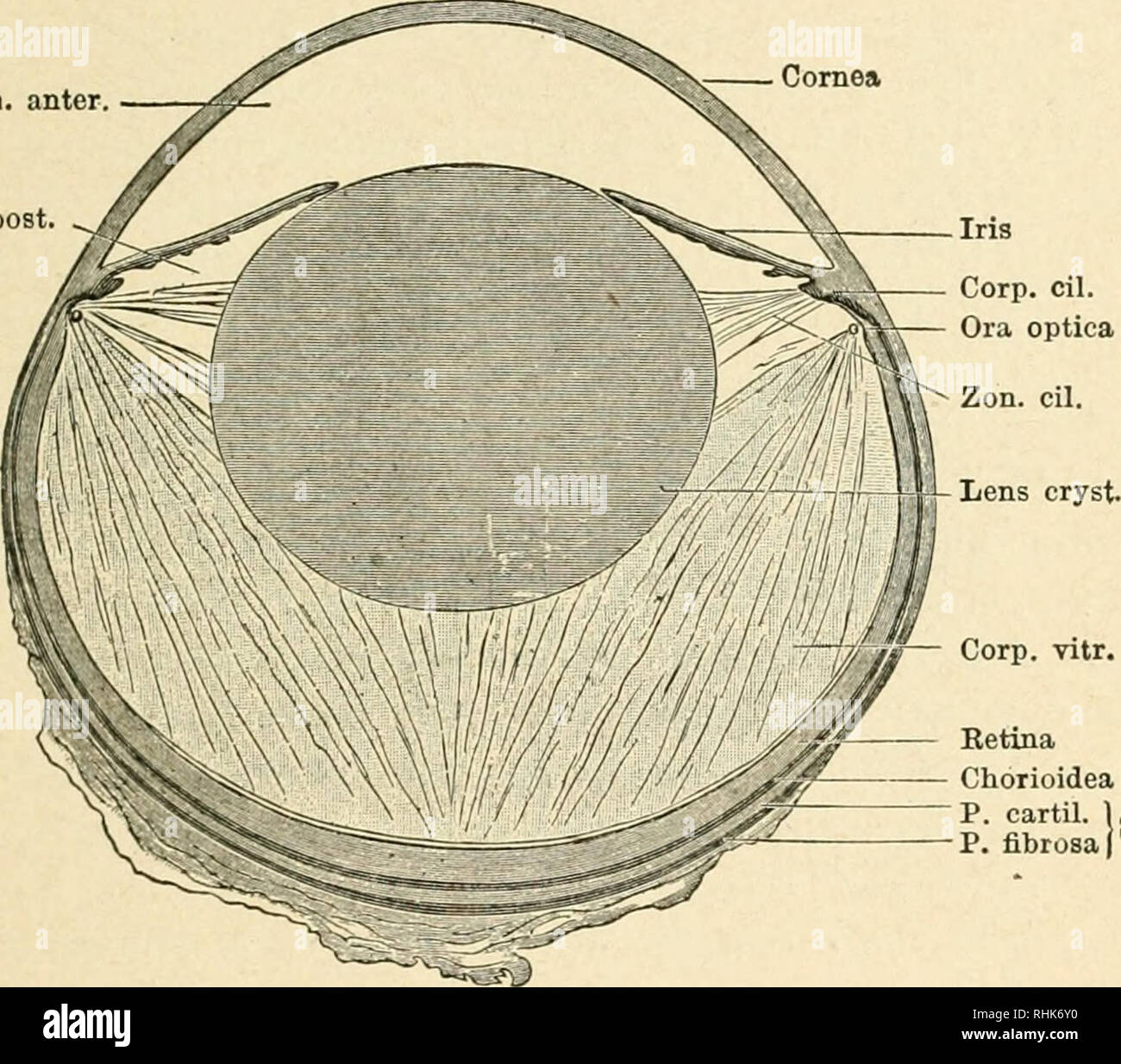 . The biology of the frog. Frogs. THE SENSE ORGANS 327 above, the ...