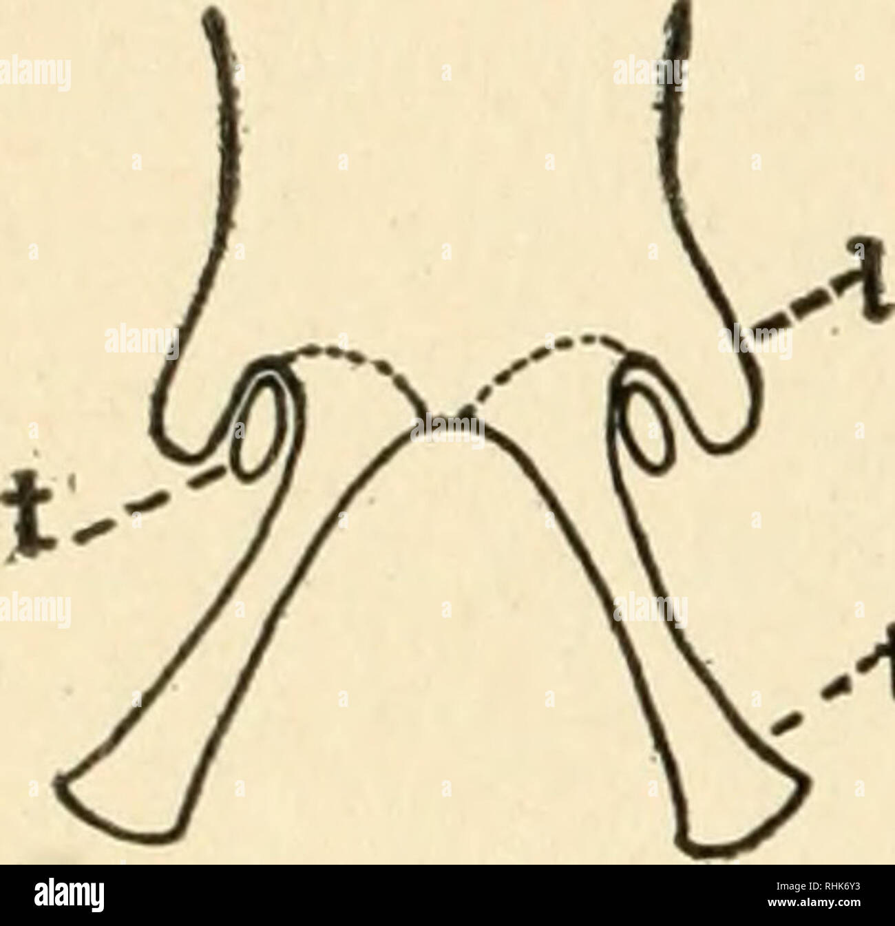 Hyoid Cartilage High Resolution Stock Photography and Images - Alamy