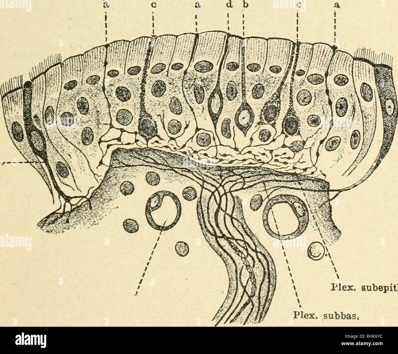 Columnar Epithelium Stock Photos & Columnar Epithelium Stock Images - Alamy