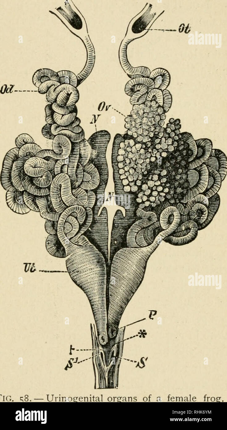 Frog Reproductive System