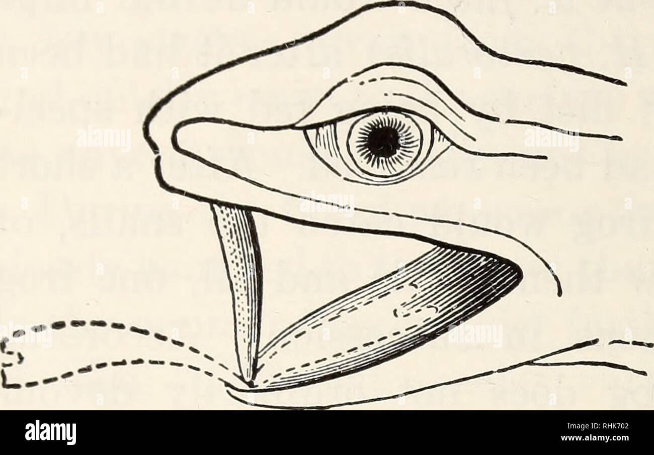 Dangling frog hi-res stock photography and images - Alamy