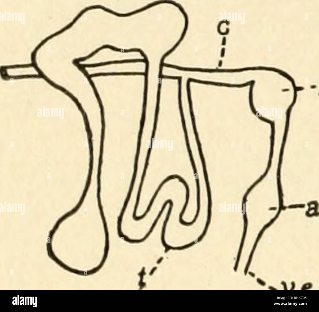 . The biology of the frog. Frogs. 2o6 THE BIOLOGY OF THE FROG chap ...