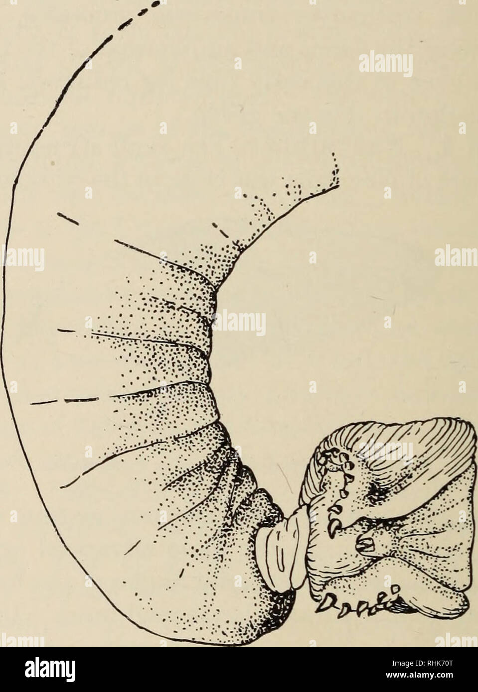 . The biology of the amphibia. Amphibians. 464 THE BIOLOGY OF THE ...