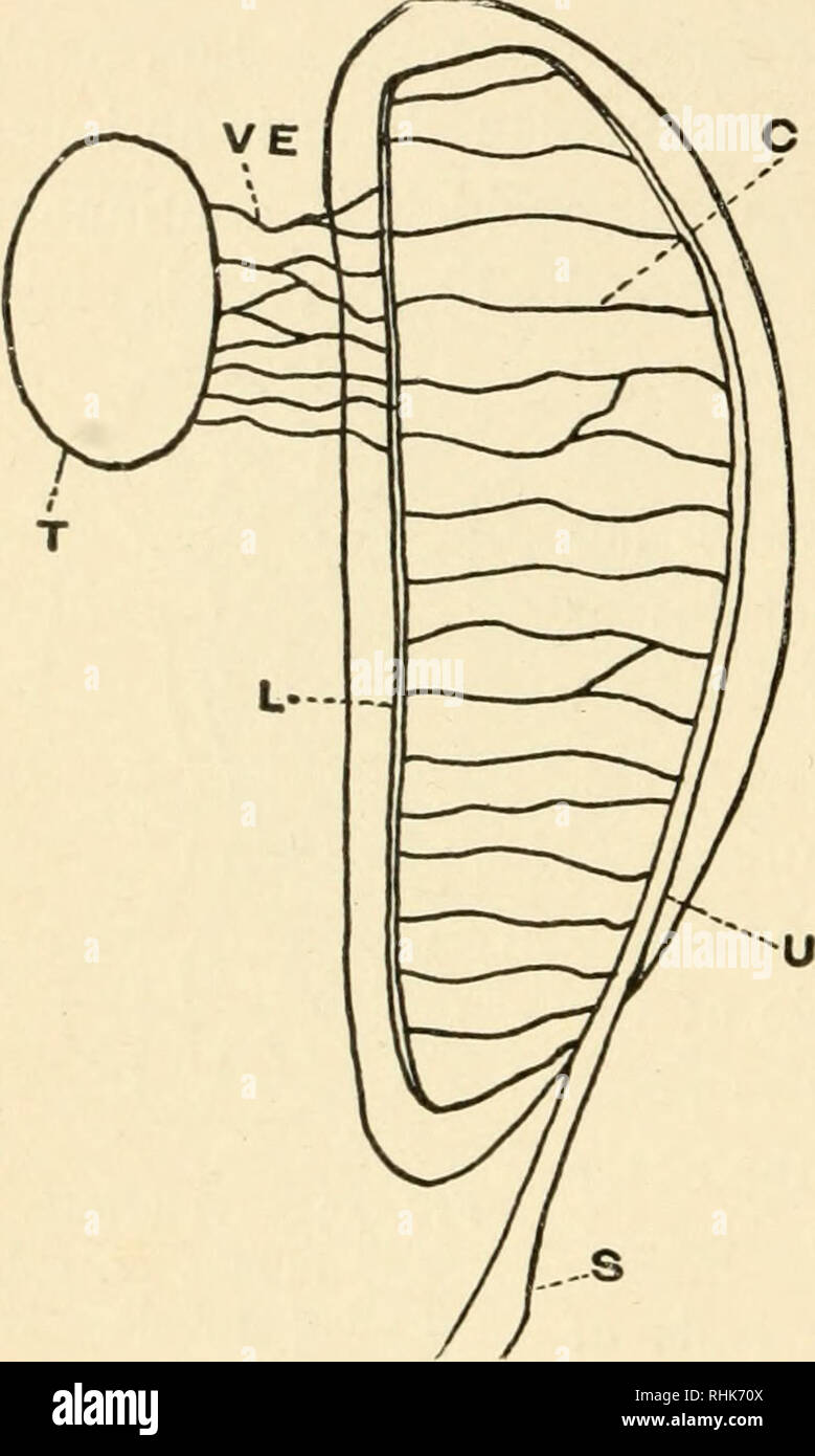 Connective and support tissue hi-res stock photography and images - Alamy