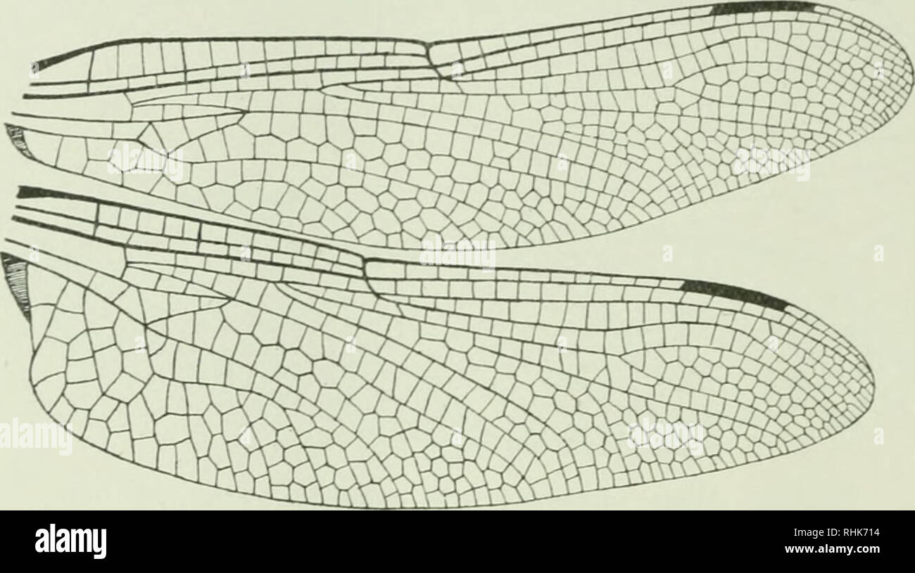 Elongated triangles hi-res stock photography and images - Alamy