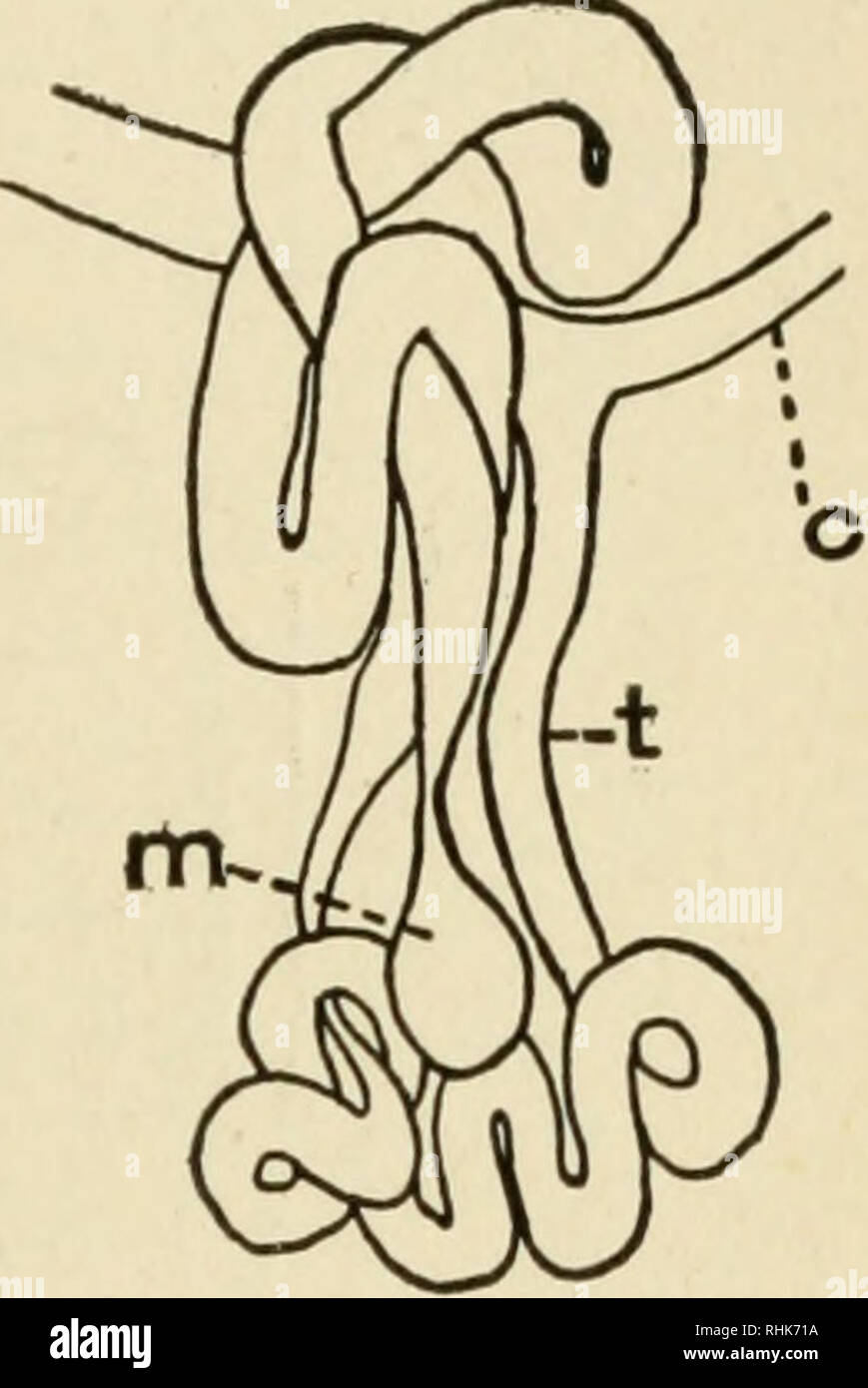 . The biology of the frog. Frogs. THE EXCRETORY SYSTEM 203 rounding ...