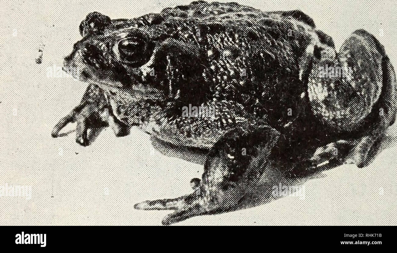 Warty skin glands hi-res stock photography and images - Alamy