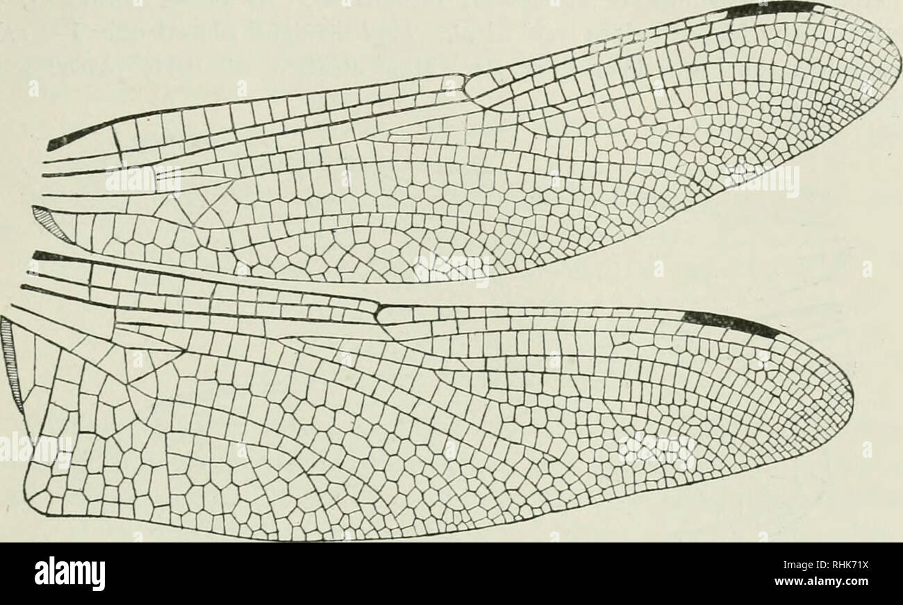 . The biology of dragonflies (Odonata or Paraneuroptera). Dragon-flies ...