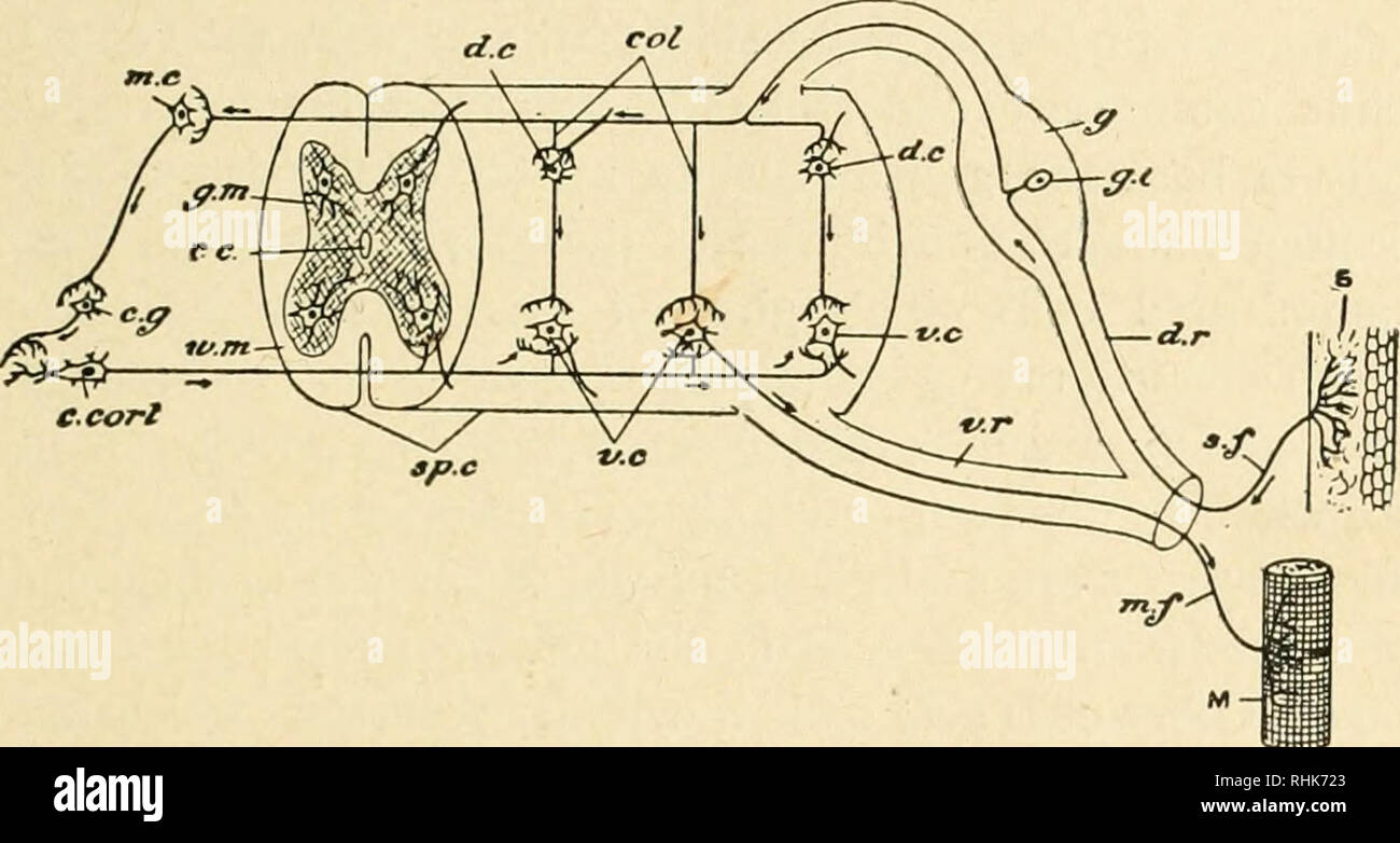 . The biology of the frog. Frogs. XVI THE NERVOUS SYSTEM 287 shallow ...