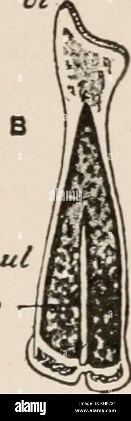 . The biology of the frog. Frogs. m B. The skeleton of the forearm ...