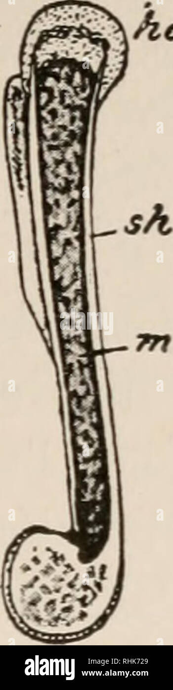 . The biology of the frog. Frogs. XIII THE SKELETON 241 -5/t en the ...