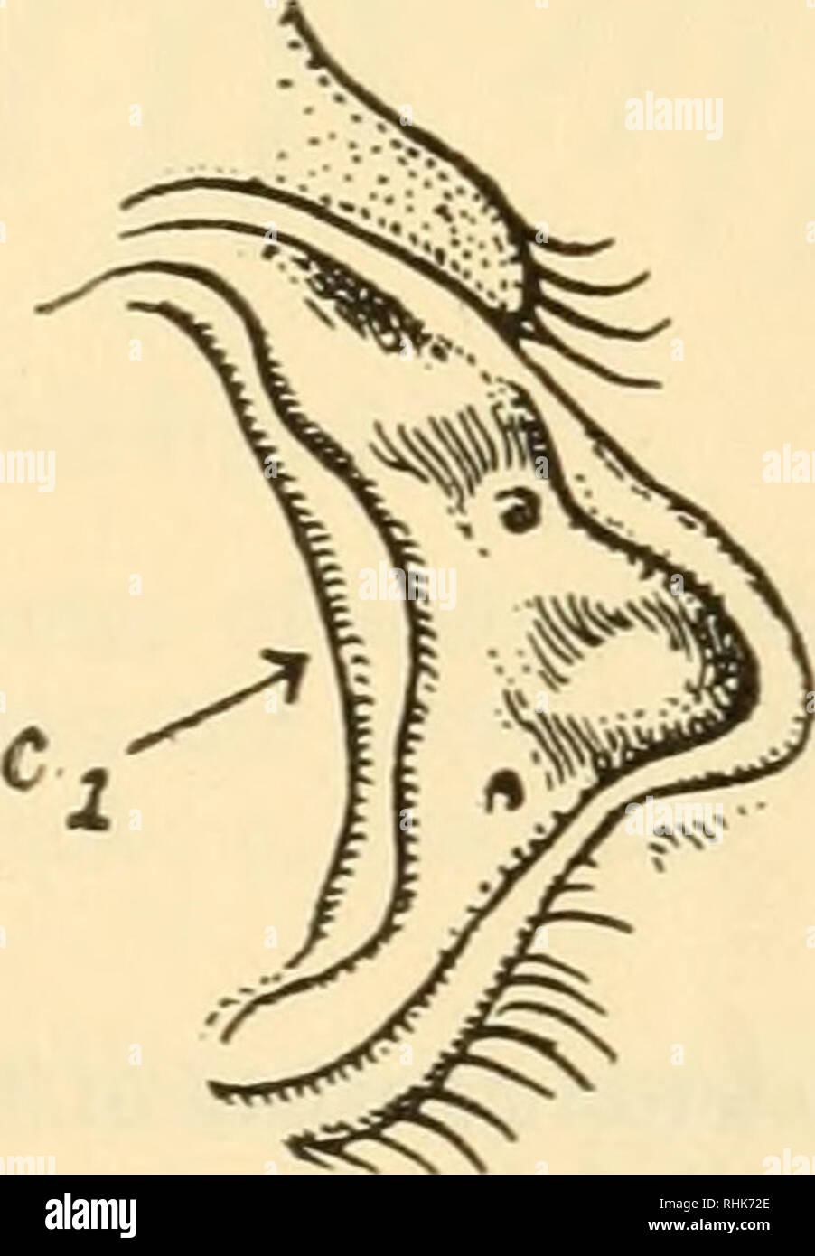 Membrane Over Eye High Resolution Stock Photography and Images - Alamy
