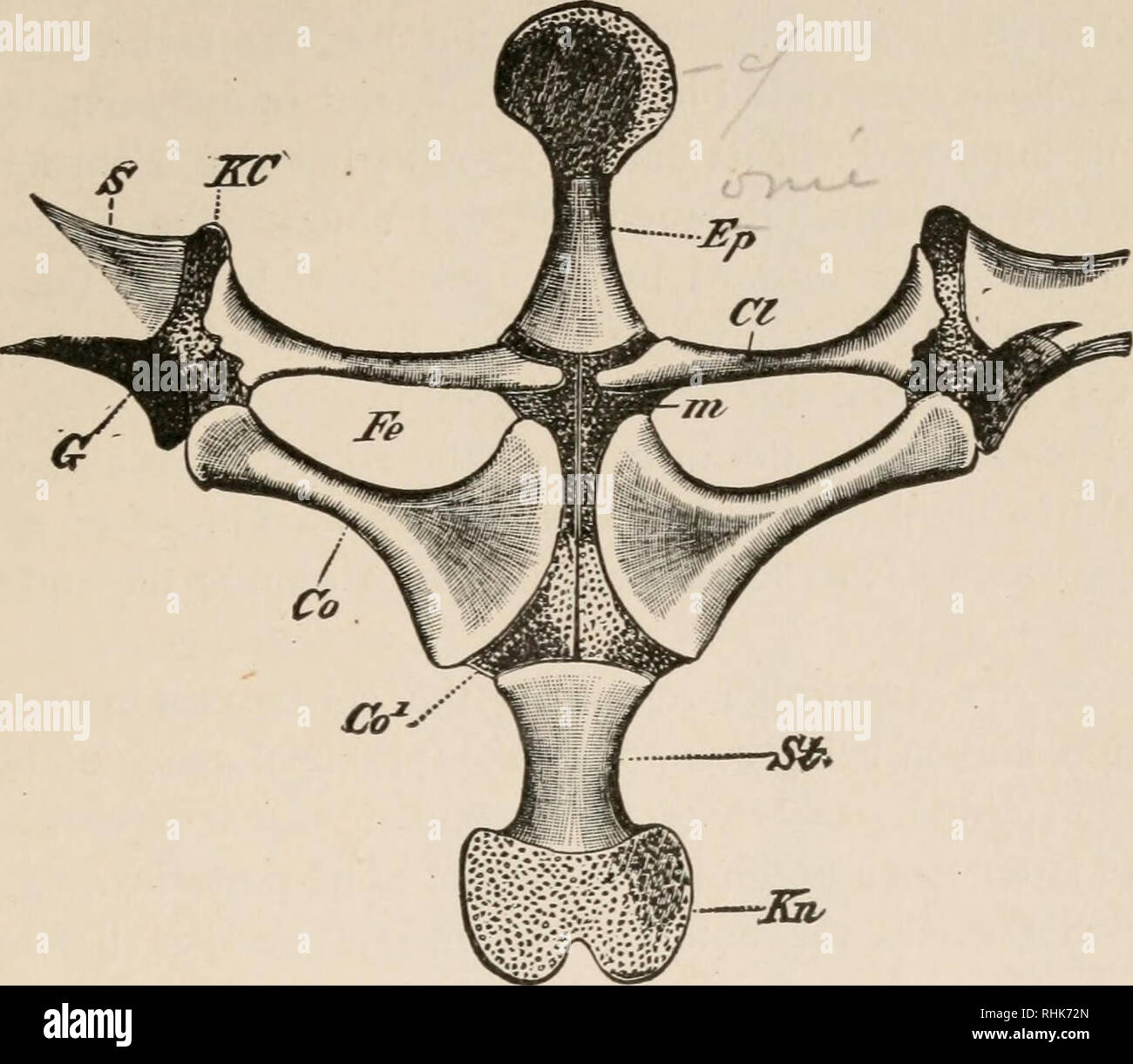 . The biology of the frog. Frogs. XIII THE SKELETON 239 portion, the ...