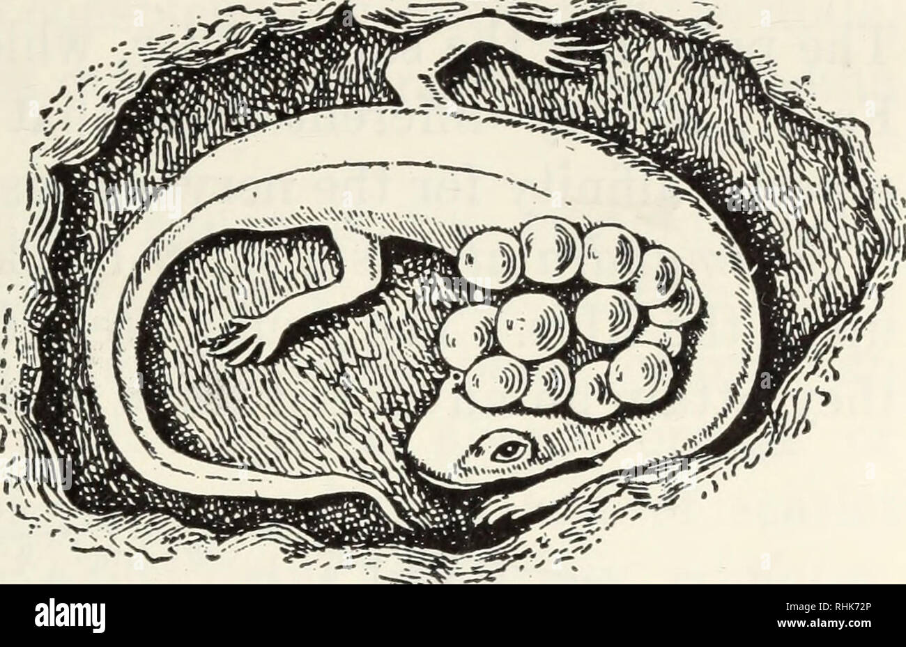 . The biology of the frog. Frogs. AMPHIBIA IN GENERAL 11 The female of ...