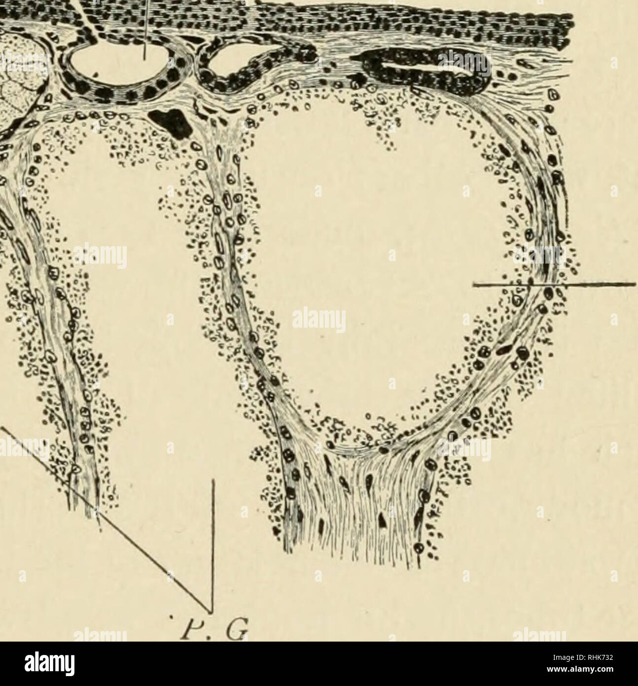 Mu coat hi-res stock photography and images - Alamy