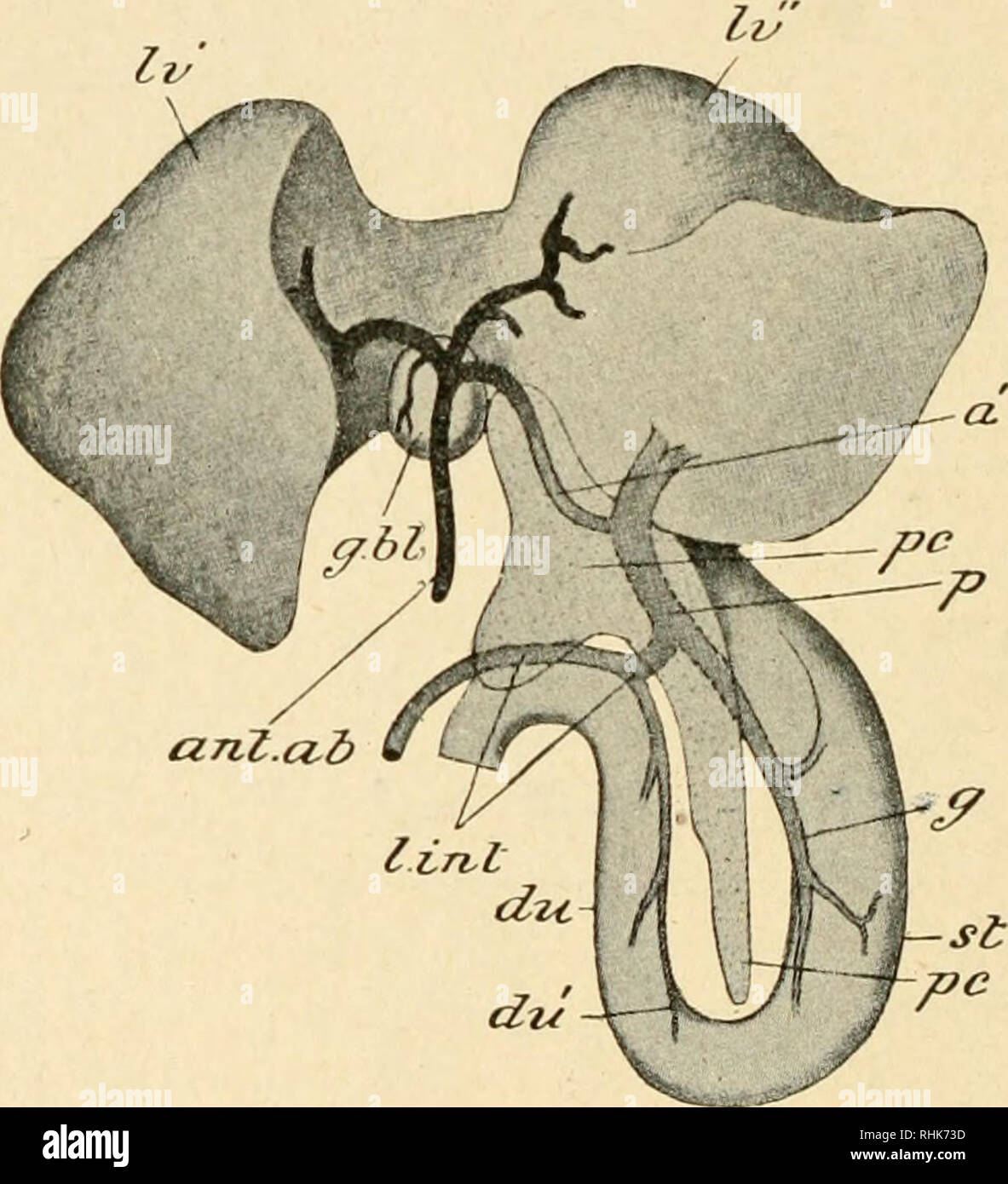 . The biology of the frog. Frogs. 276 THE BIOLOGY OF THE FROG behind ...