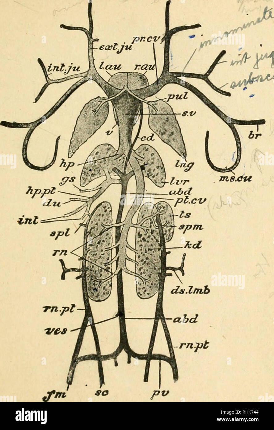 Vena porta hi-res stock photography and images - Alamy