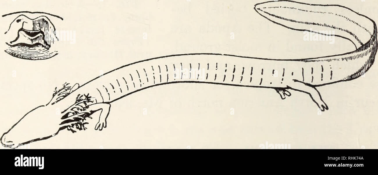 . The biology of the frog. Frogs. 6 THE BIOLOGY OF THE FROG Jaws ...