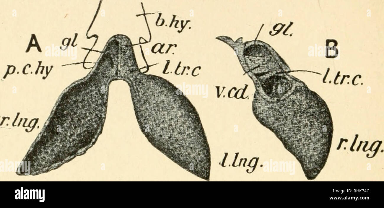 Respiratory roots hi-res stock photography and images - Alamy