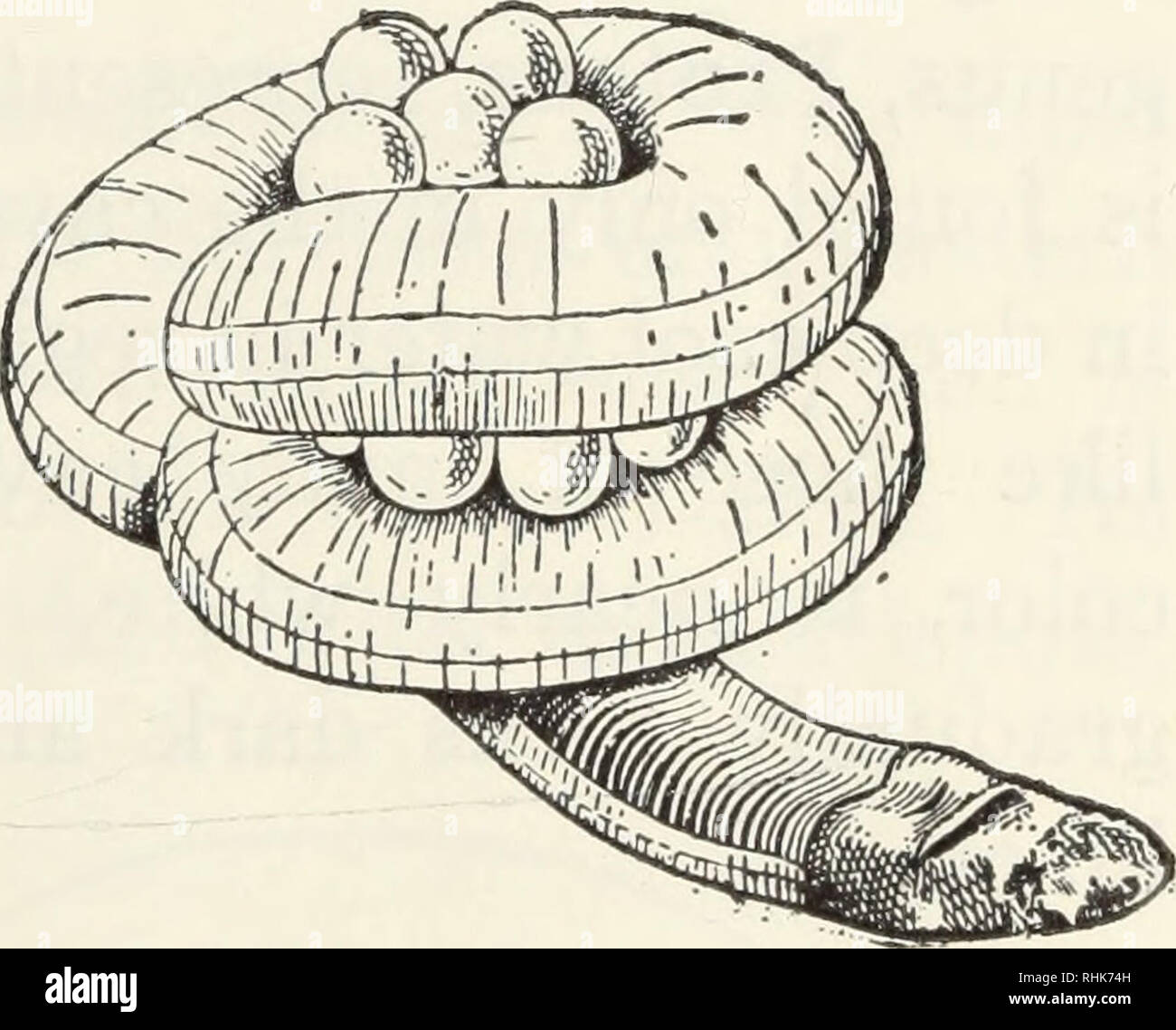 Limbs devoid hi-res stock photography and images - Alamy