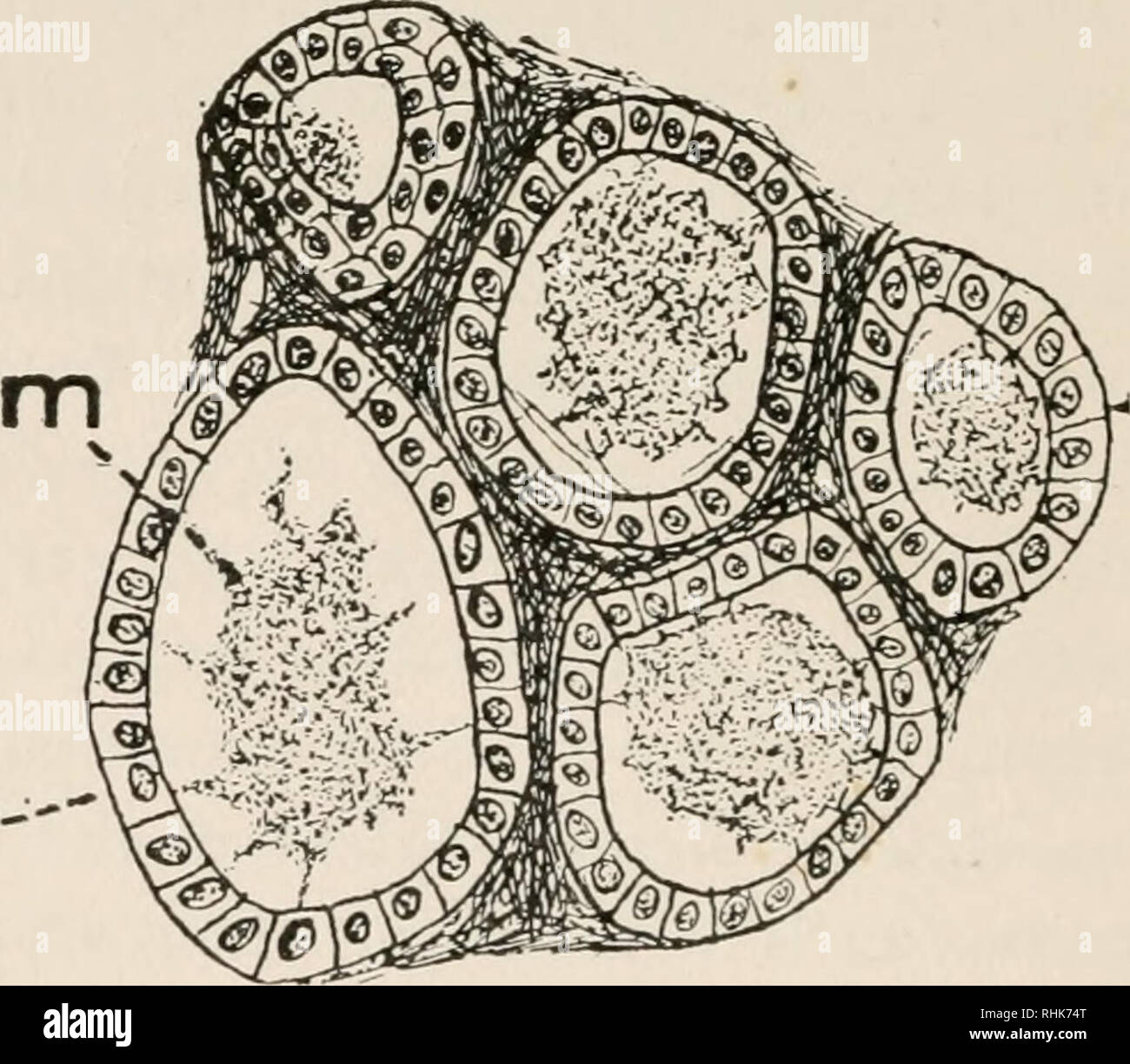 . The biology of the frog. Frogs. FIG. 60. — Diagram show- ing the ...