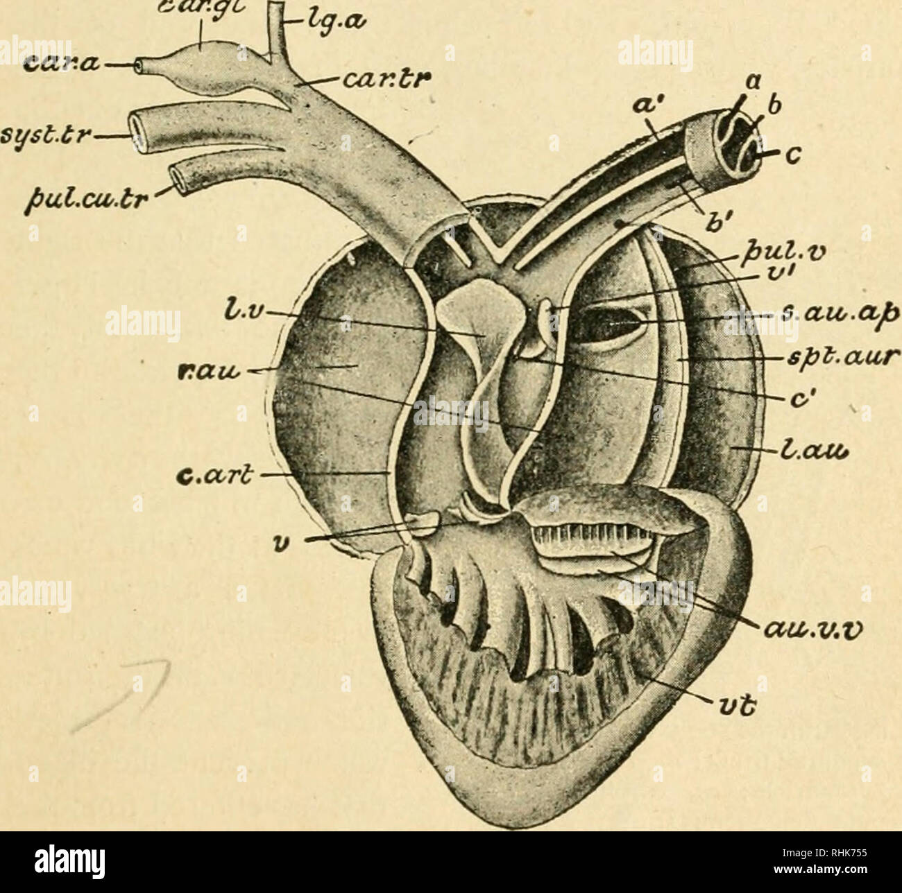Frog Heart Anatomy