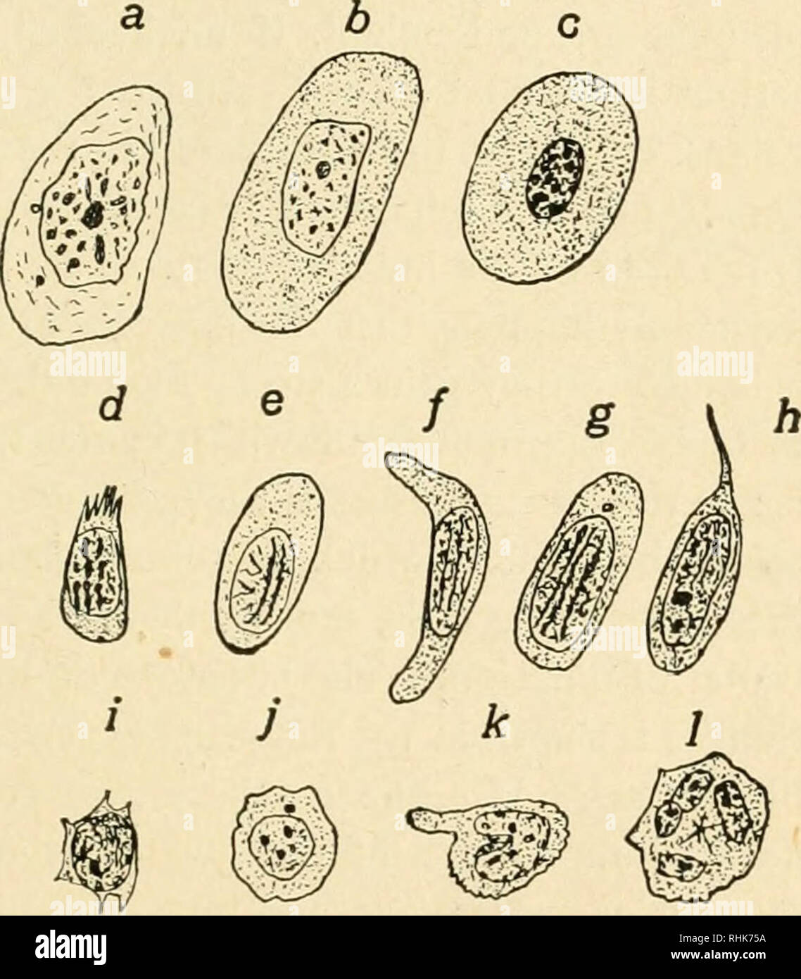 Frog circulatory system hi-res stock photography and images - Alamy