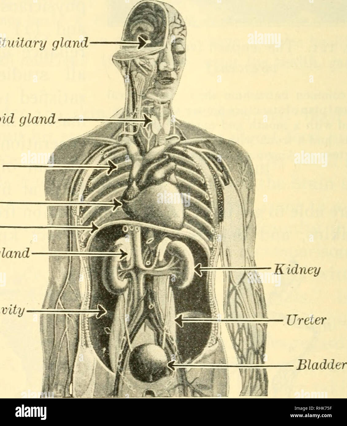 . Biology and human life. Biology. Fig. 123. Anterior limbs of ...