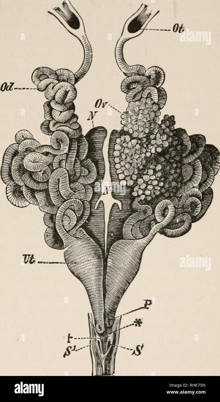 . The biology of the frog. Frogs. xi REPRODUCTIVE ORGANS AND THE FAT ...