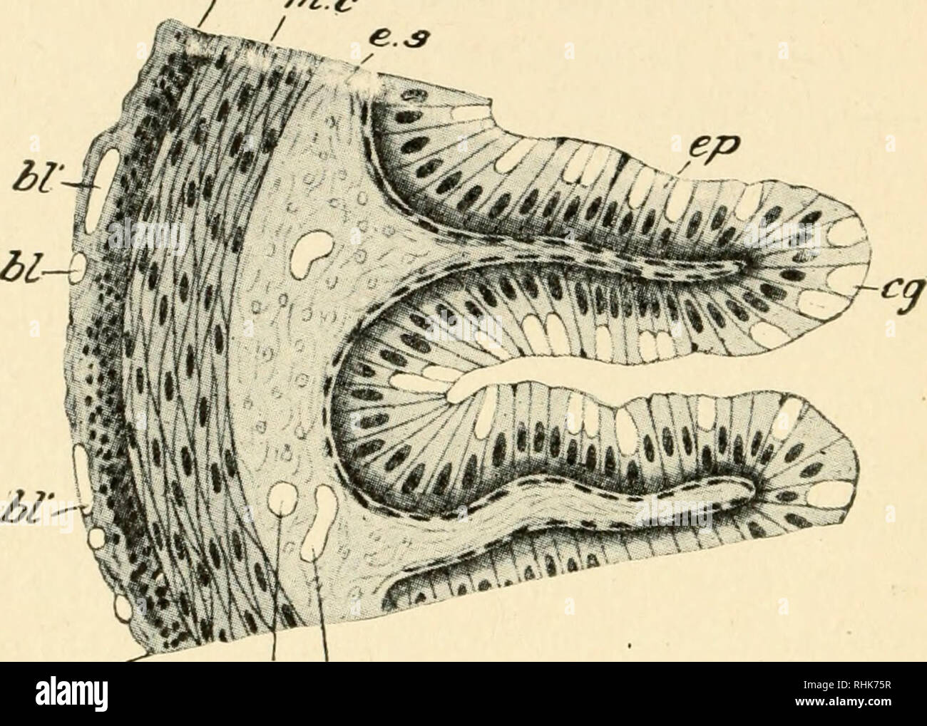 . The biology of the frog. Frogs. 150 THE BIOLOGY OF THE FROG CHAP ...
