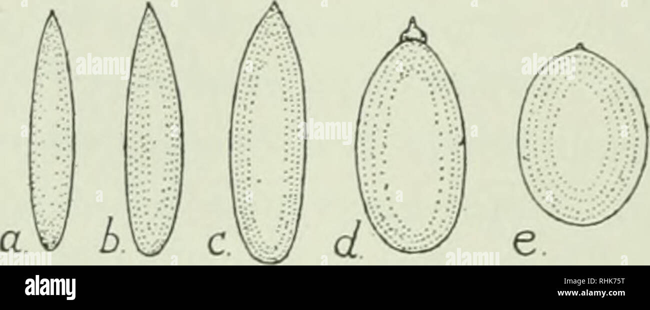 . The biology of dragonflies (Odonata or Paraneuroptera). Dragon-flies ...