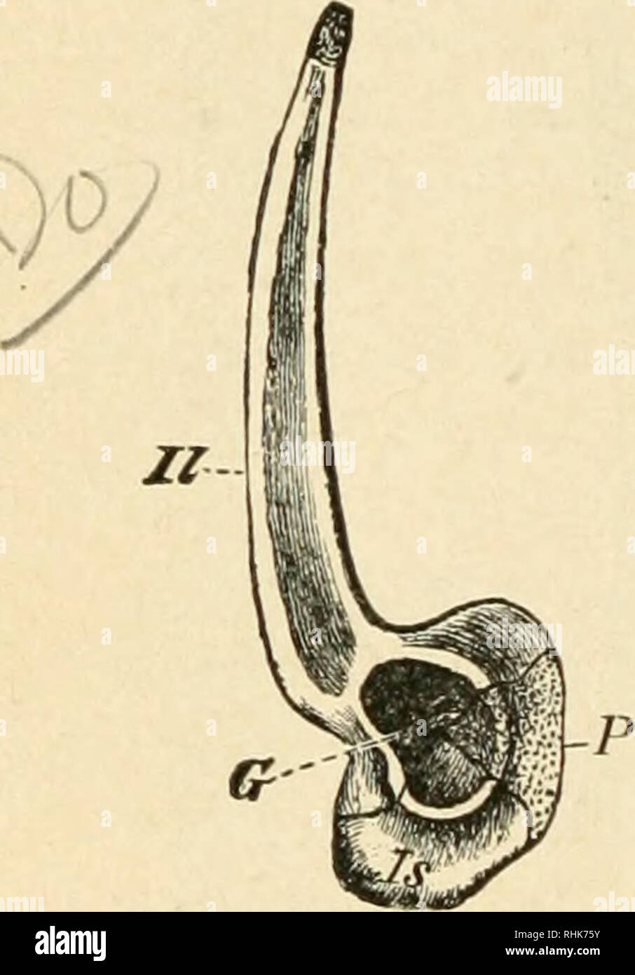 Distal row of carpal bones hi-res stock photography and images - Alamy