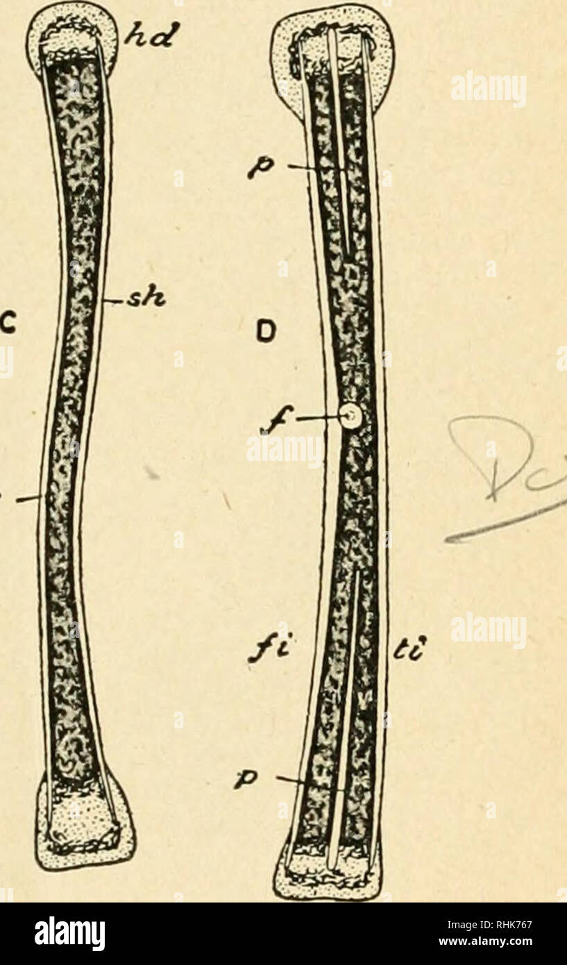 . The biology of the frog. Frogs. XIII THE SKELETON 241 ol the humerus ...
