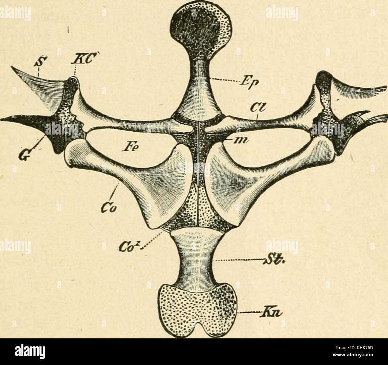 . The biology of the frog. Frogs. THE SKELETON 239 portion, the ...