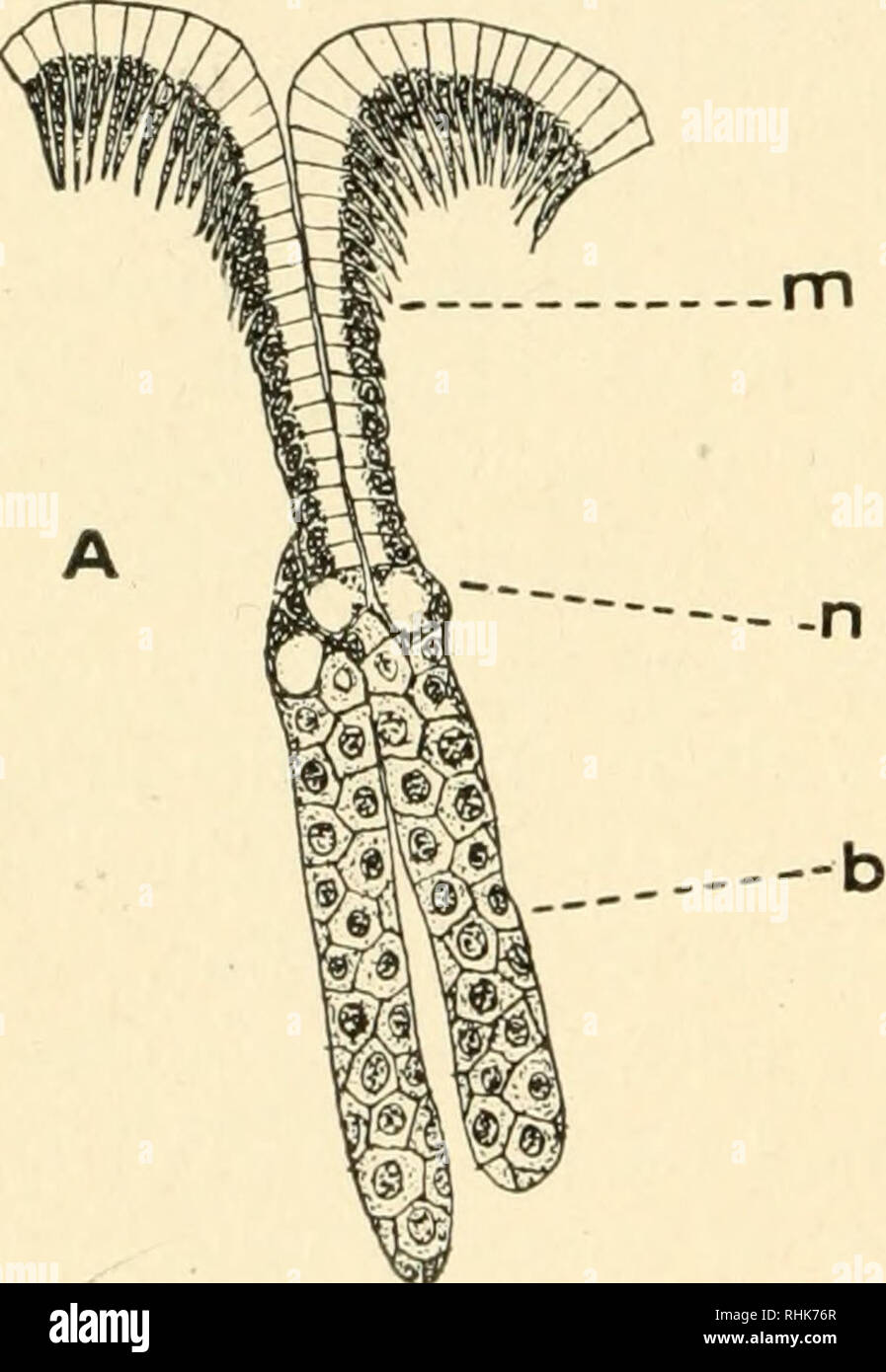 Mucus filled hi-res stock photography and images - Alamy