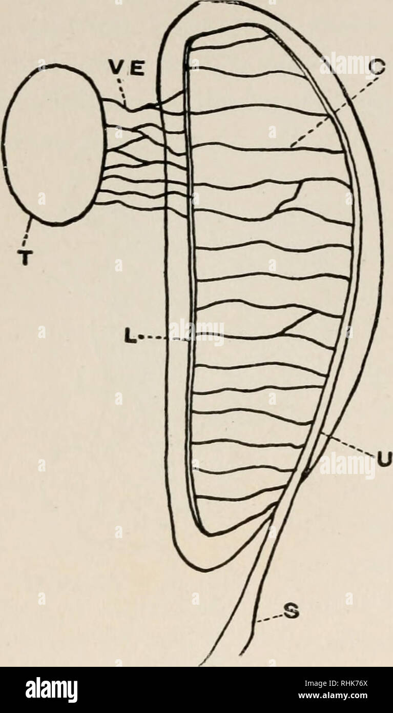 Expanded blood vessels hi-res stock photography and images - Alamy