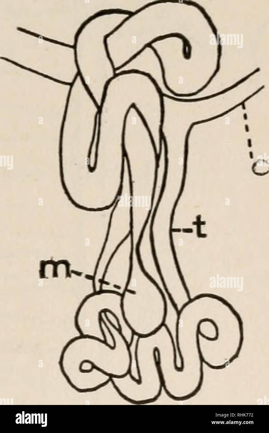. The biology of the frog. Frogs. X THE EXCRETORY SYSTEM 203 rounding ...