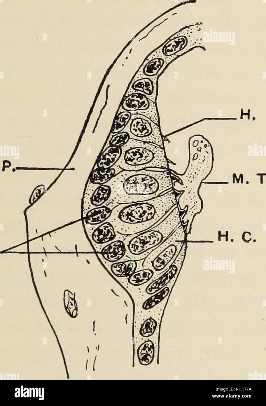. The biology of the amphibia. Amphibians. THE SENSE ORGANS AND THEIR ...