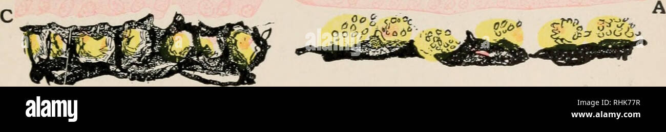 . The biology of the frog. Frogs. FIG. 51. — Sections through the skin ...