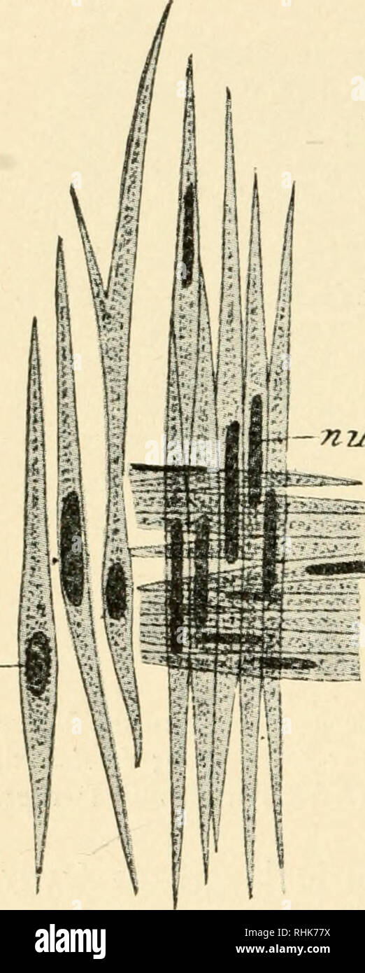 . The biology of the frog. Frogs. 128 THE BIOLOGY OF THE FROG CHAP ...