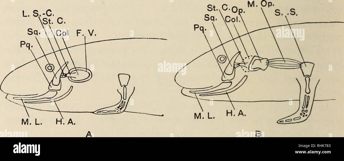 . The biology of the amphibia. Amphibians. 334 THE BIOLOGY OF THE ...