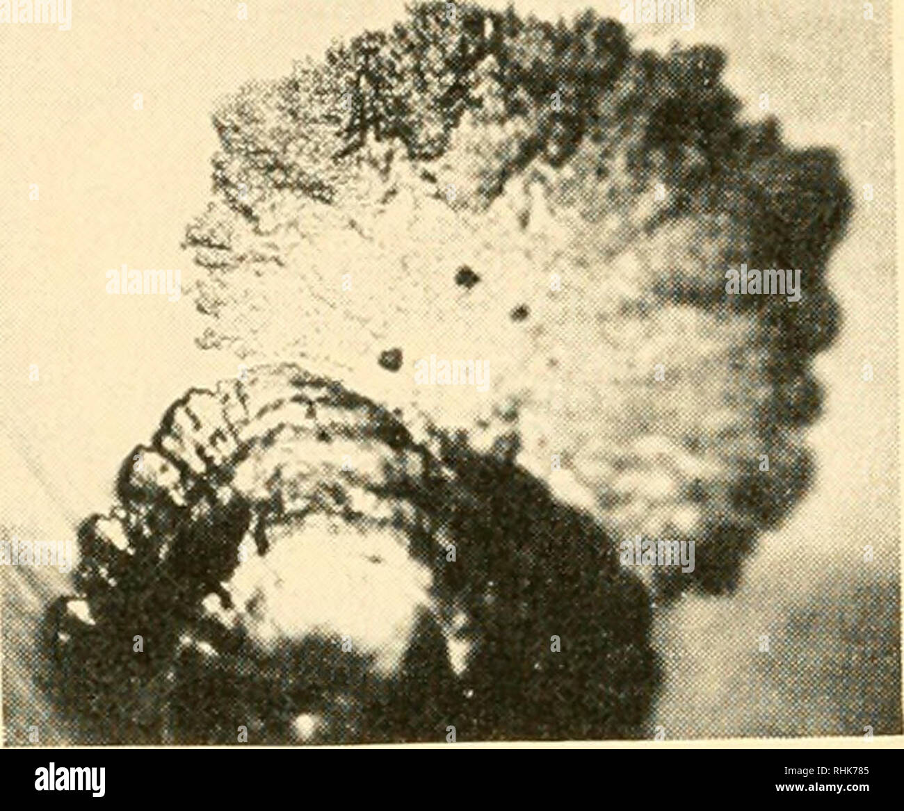 . The biology of pneumococcus; the bacteriological, biochemical, and ...