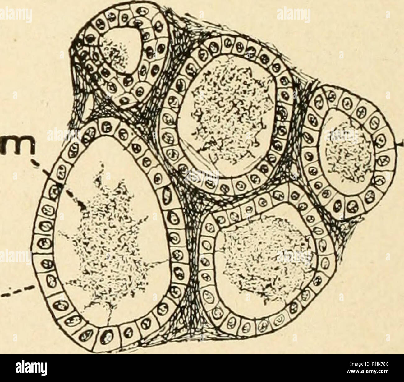 . The biology of the frog. Frogs. Fig. 6o. — Diagram show- ing the ...